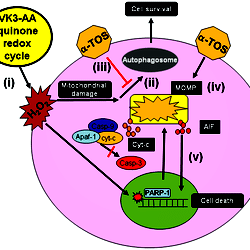 A model depicting the interrelationship of the various events in drug ...