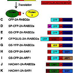 Schematic representation of 2A function and constructs.