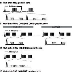 Synopsis of multi-echo gradient echo strategies used for T2* mapping at 7.0 T.
