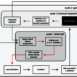 Diagram of the evolutionary optimization process.