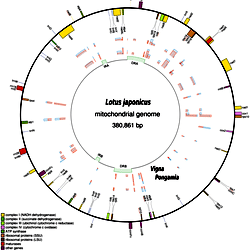 Map of the L. japonicus mtDNA (380,861 bp).