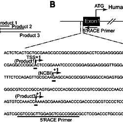 Identification of the transcription starting site by 5′RACE PCR.