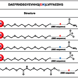 Structures of the five main SBD peptide variants used in this study.