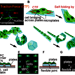 Conceptual illustration of cell origami to produce 3D cell-laden ...