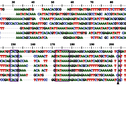 Alignment of genomic DNA upstream sequences.