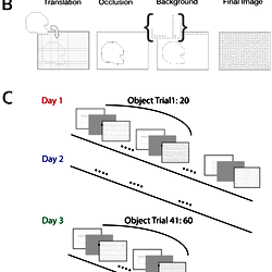 Stimulus and experimental design.