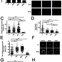 Cellular localization of the distinct MC4R mutations.