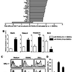 T-cell apoptosis via TRAIL/TRAIL-R2.