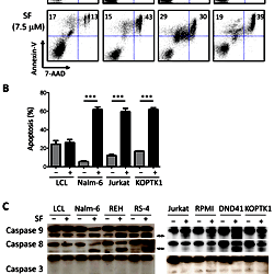 SF induces apoptosis selectively in ALL cell lines.