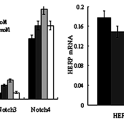 The impact of DAPT on Notch signaling in vascular strips from PH rats.