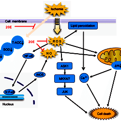 Multifunctional cytoprotective pathways are involved in the ...