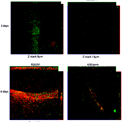 Confocal microscopy staining of three and six day old biofilms.