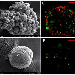 Only co-cultured model can form compact spheroidal shape.