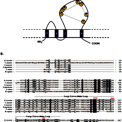 Sequence and structure of Ov-TSP-1, a tetraspanin from Opisthorchis ...