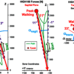 Peak force and path of force vector during one cycle of walking.