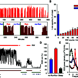 Temporal structure of running wheel activity.