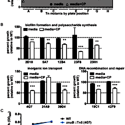 Transposon library screen to identify bacterial processes affected by ...
