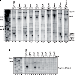 Toeprinting analysis of VLR insertion/deletion mutant IGR IRESs.