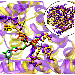The T. brucei M32 protease model shows active site similarity to a ...