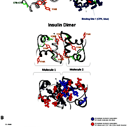 Tertiary and primary structures of insulin, dimer and 2Zn hexamer forms ...