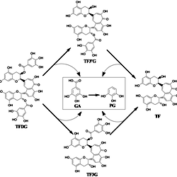 Structures of TFDG, TF3G, TF3′G, TF, GA, and PG and the potential ...