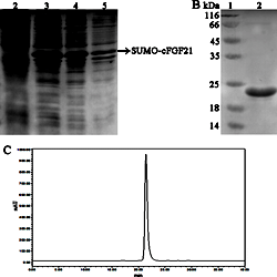 Preparation of cFGF-21.