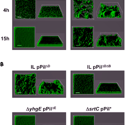 Three-dimensional biofilm structures of L. lactis IL1403 strains obtained from confocal image ...
