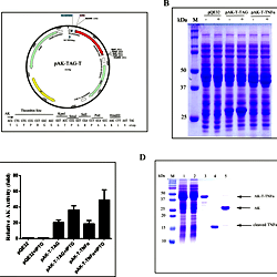 Construction of pAK-TAG-T expression vector with a thrombin cleavage ...