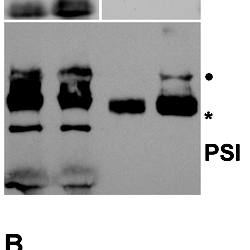 Membrane protein complexes of PSII and PSI survive in the 35S:A9 seedlings.