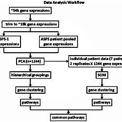 Data Analysis Workflow.