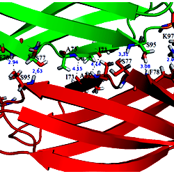 A ribbon diagram of CP90 showing the dimer interface.