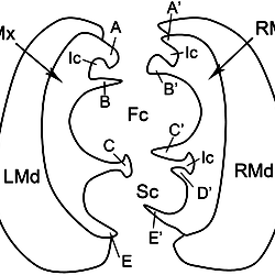 Diagram of cross-section of stylet fascicle through fourth labial ...