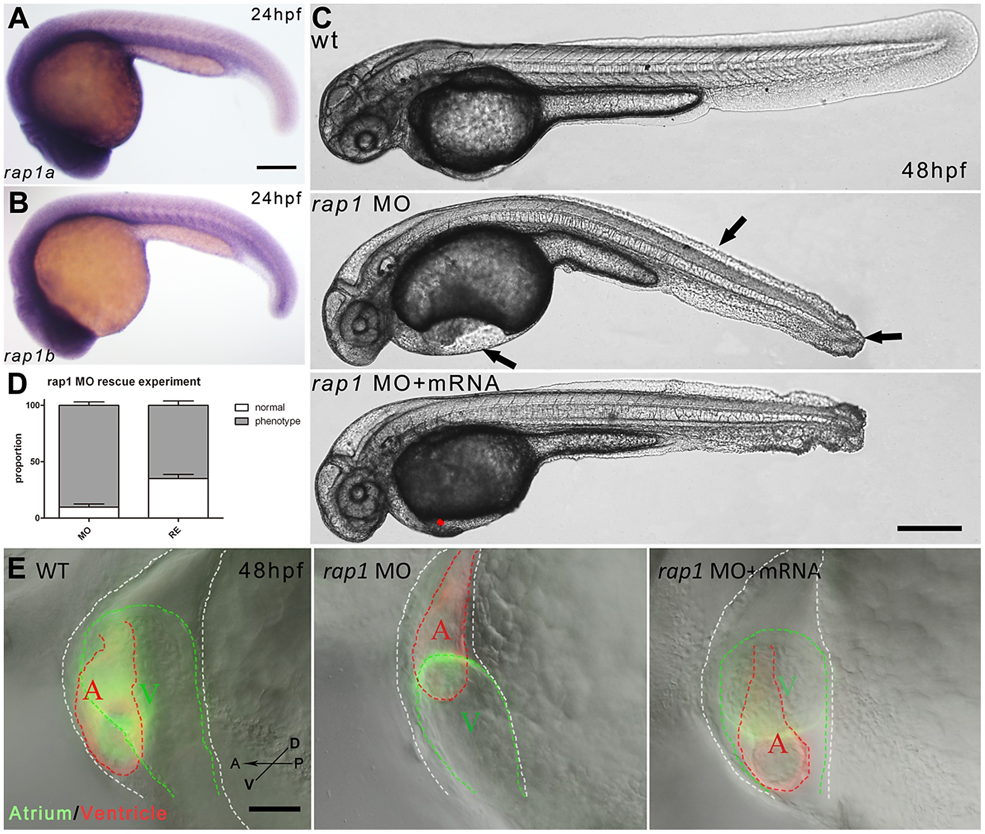 Zebrafish Embryo Heart