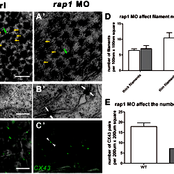Ultra-structural changes of cell junctions and sarcomeres in Rap1 knock ...
