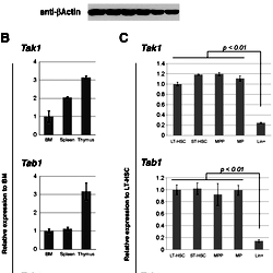 TAK1, TAB1 and TAB2 in bone marrow cells.