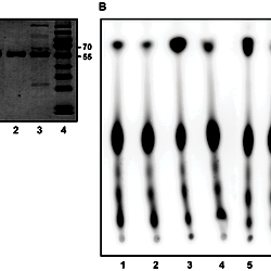 ATPase activity assays.