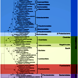 Phylogenetic tree of bacterial clones from BHI enriched culture.