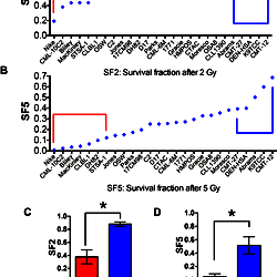 The measured SF2 and SF5 of 27 canine tumor cell lines.