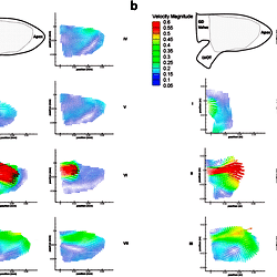 Velocity flow fields.