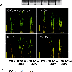 Overexpression of OsPR10a in rice enhanced resistance to Xoo infection.