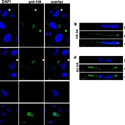 Subcellular localization of A4 in transfected cells.