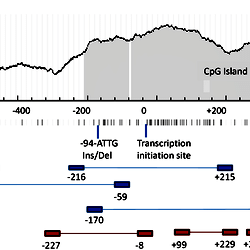 Graphic view showing primers and sequence features such as GC percent ...