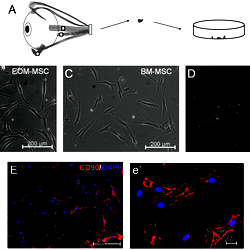 Isolation and expansion of EOM-MSC.