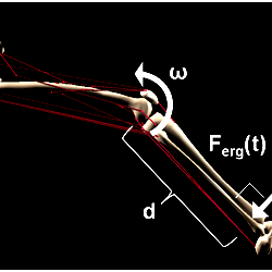 Schematic of dynamic knee extension model.