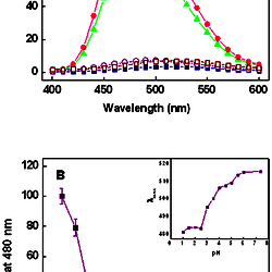 Effect of pH on ANS binding of chymopapain.