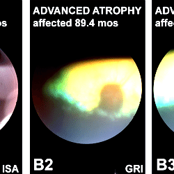 Fundus image of representative normal and affected dogs.