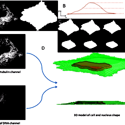 Generation of 3D cell geometry (cell shape and nuclear shape) from real ...
