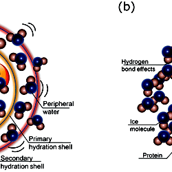 Schematic diagrams to illustrate the molecular processes above and ...