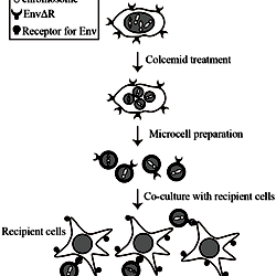 Overview of the retro-MMCT method.