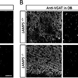 LAMP5 knockout mice show normal VGAT distribution.